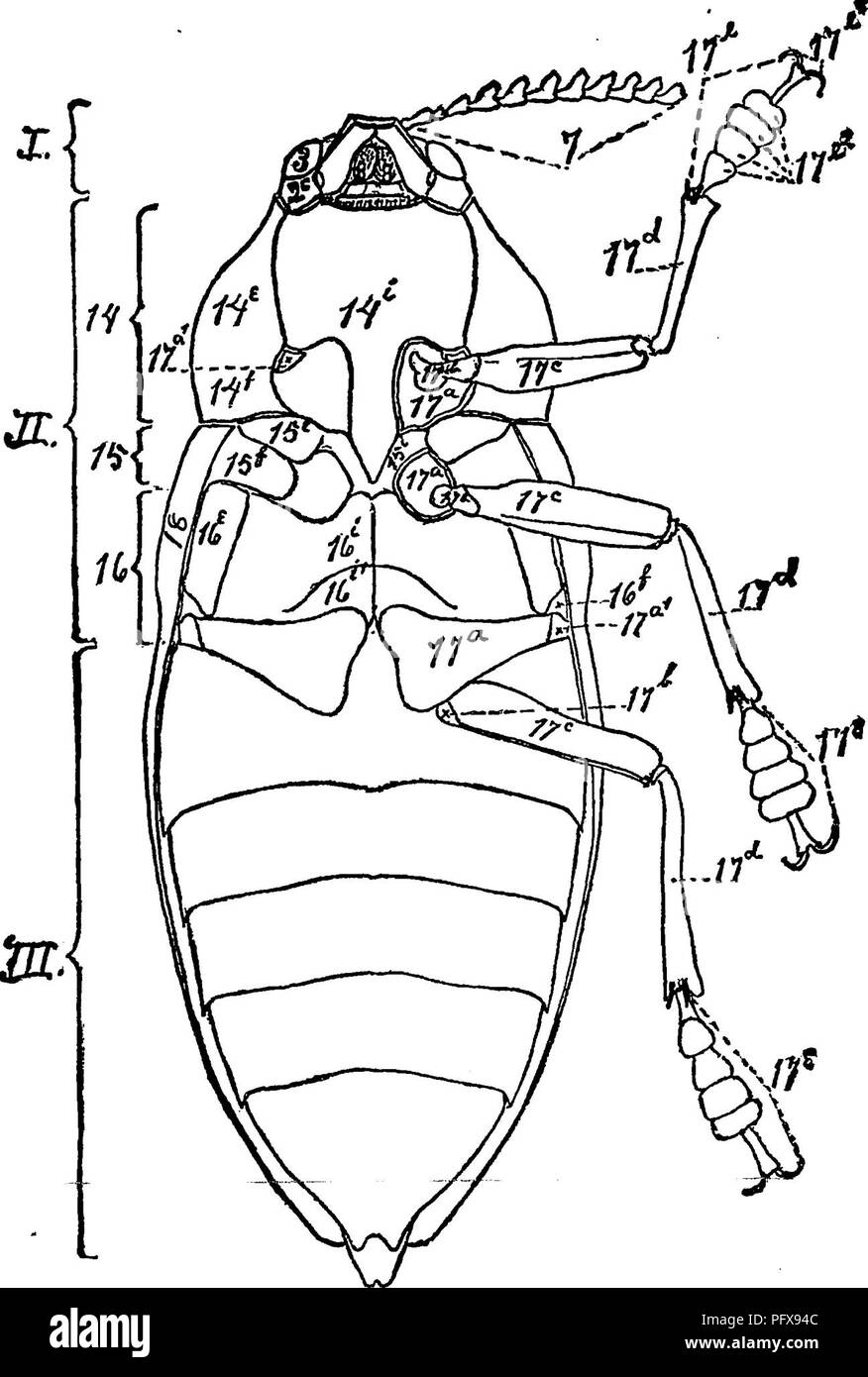 . Un manuel pour l'étude des insectes. Les insectes. COLEOPTERA, 503 ...