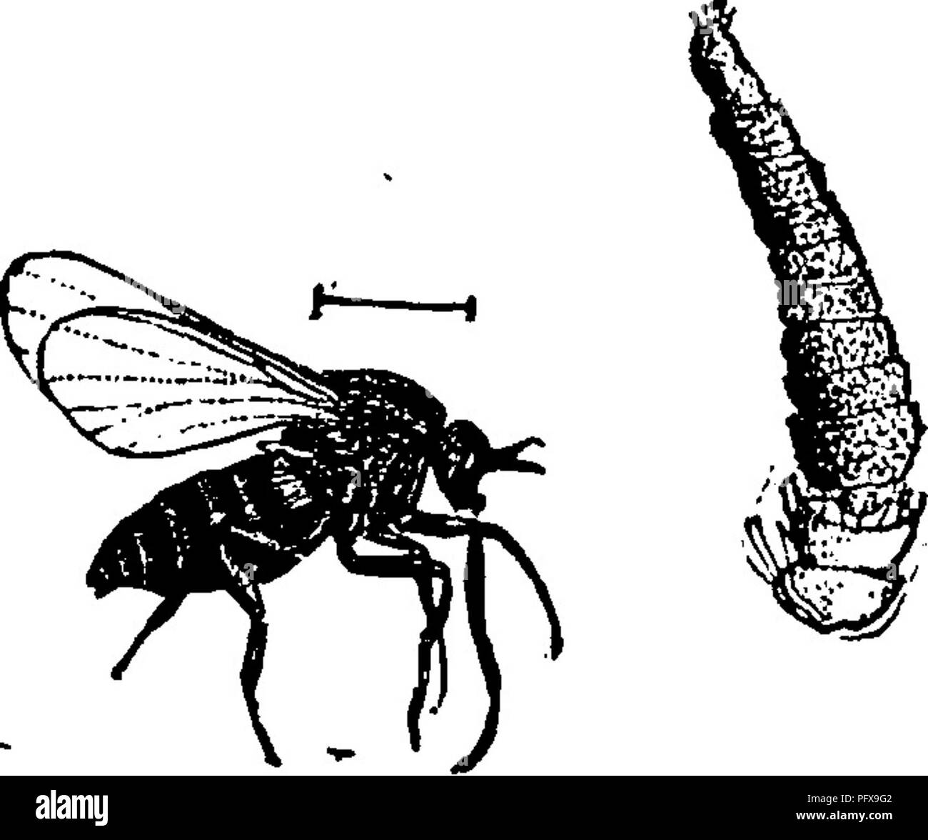 Fig lii Banque d'images noir et blanc - Alamy