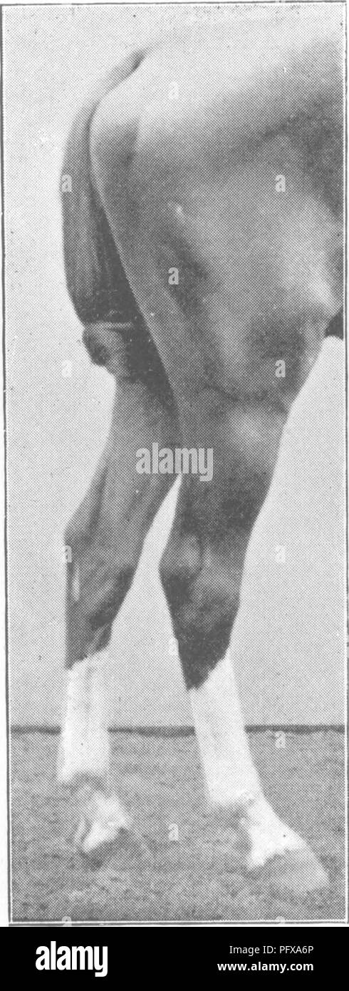 Ce traité explore l'anatomie, les mouvements et l'évolution du cheval ...