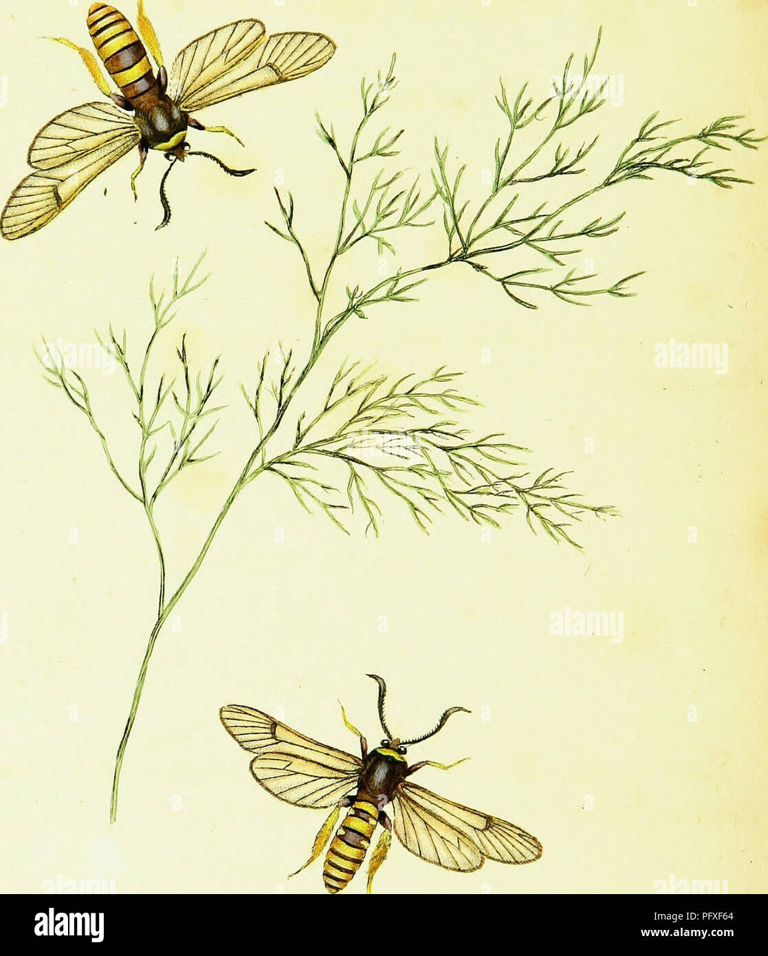 Ce travail illustré couvre le cycle de vie des insectes britanniques ...