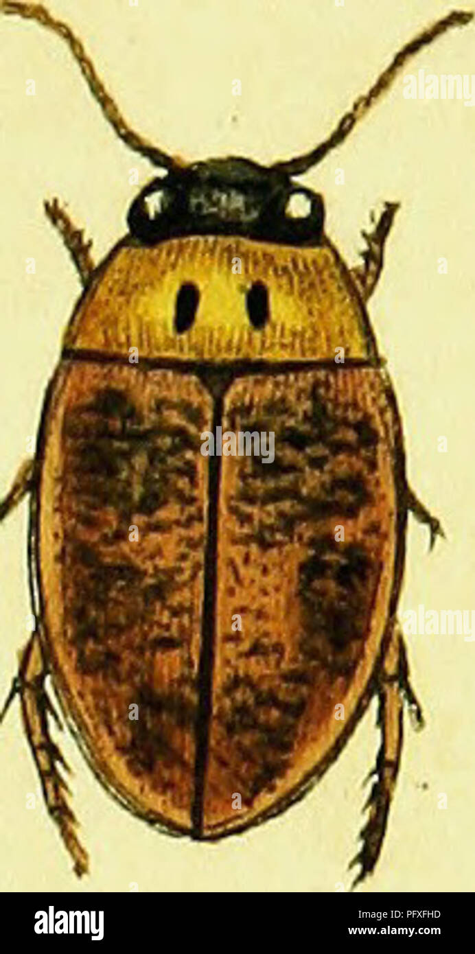 Ce travail détaille le cycle de vie des insectes britanniques ...