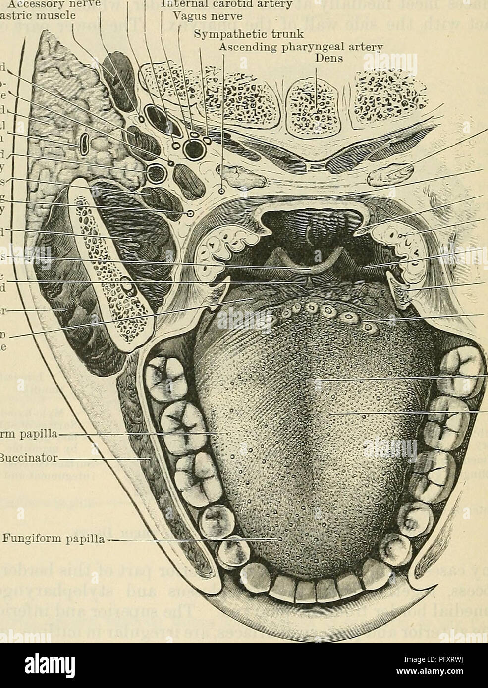 Processus ptérygoïdien Banque de photographies et d’images à haute ...
