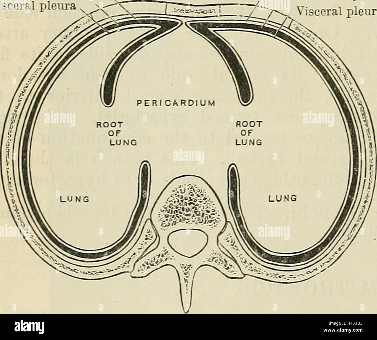 Pleural cavity Banque de photographies et d’images à haute résolution ...