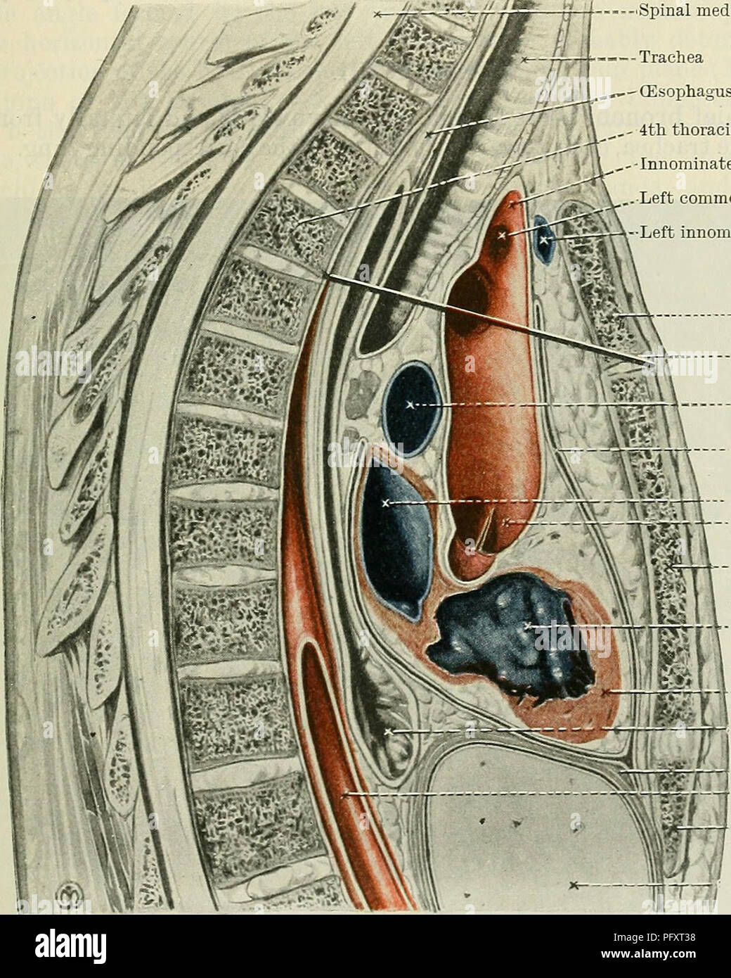 Trachea mucous membrane Banque de photographies et d’images à haute ...