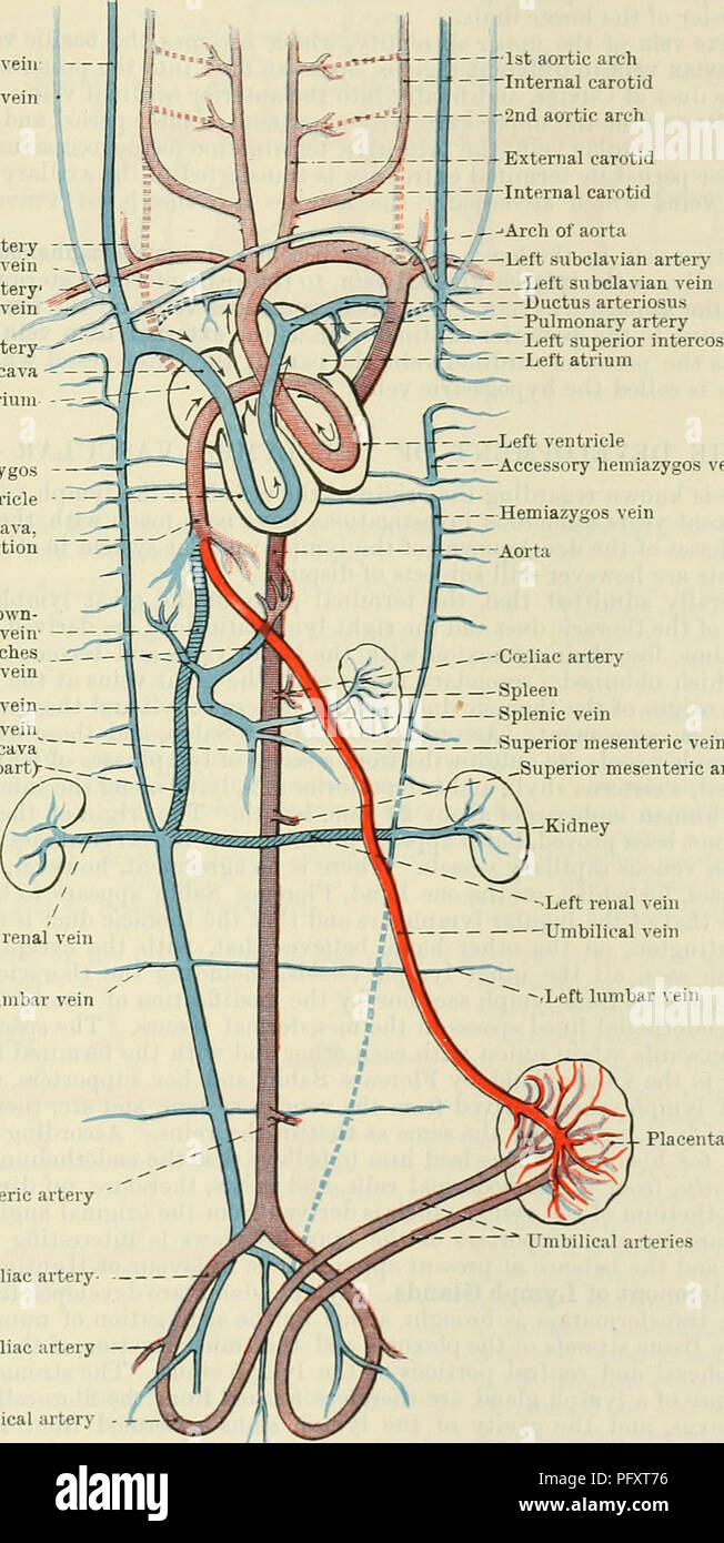 . Cunningham's Text-book de l'anatomie. L'anatomie. Développement de la ...