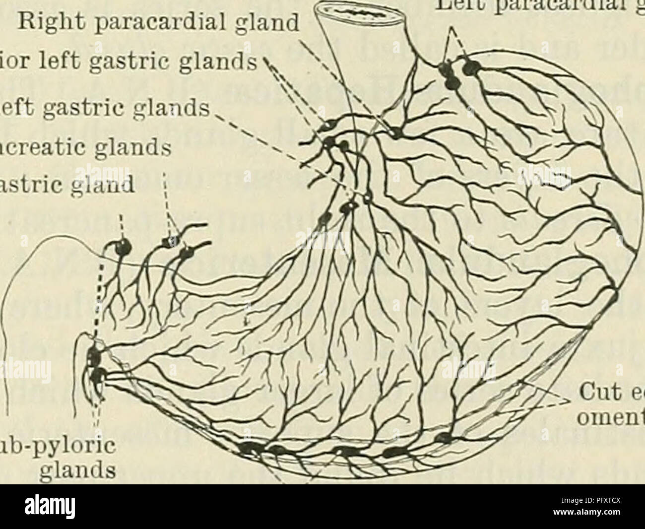 Ano rectale Banque de photographies et d’images à haute résolution - Alamy