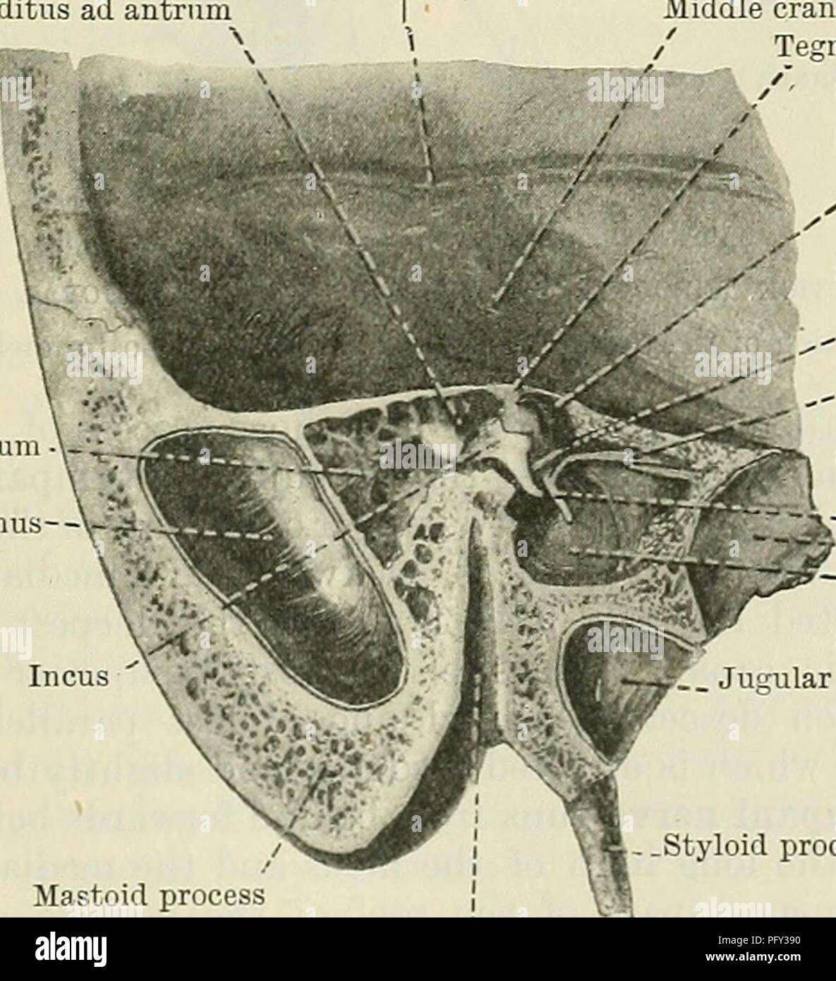 Veine jugulaire interne Banque de photographies et d’images à haute ...