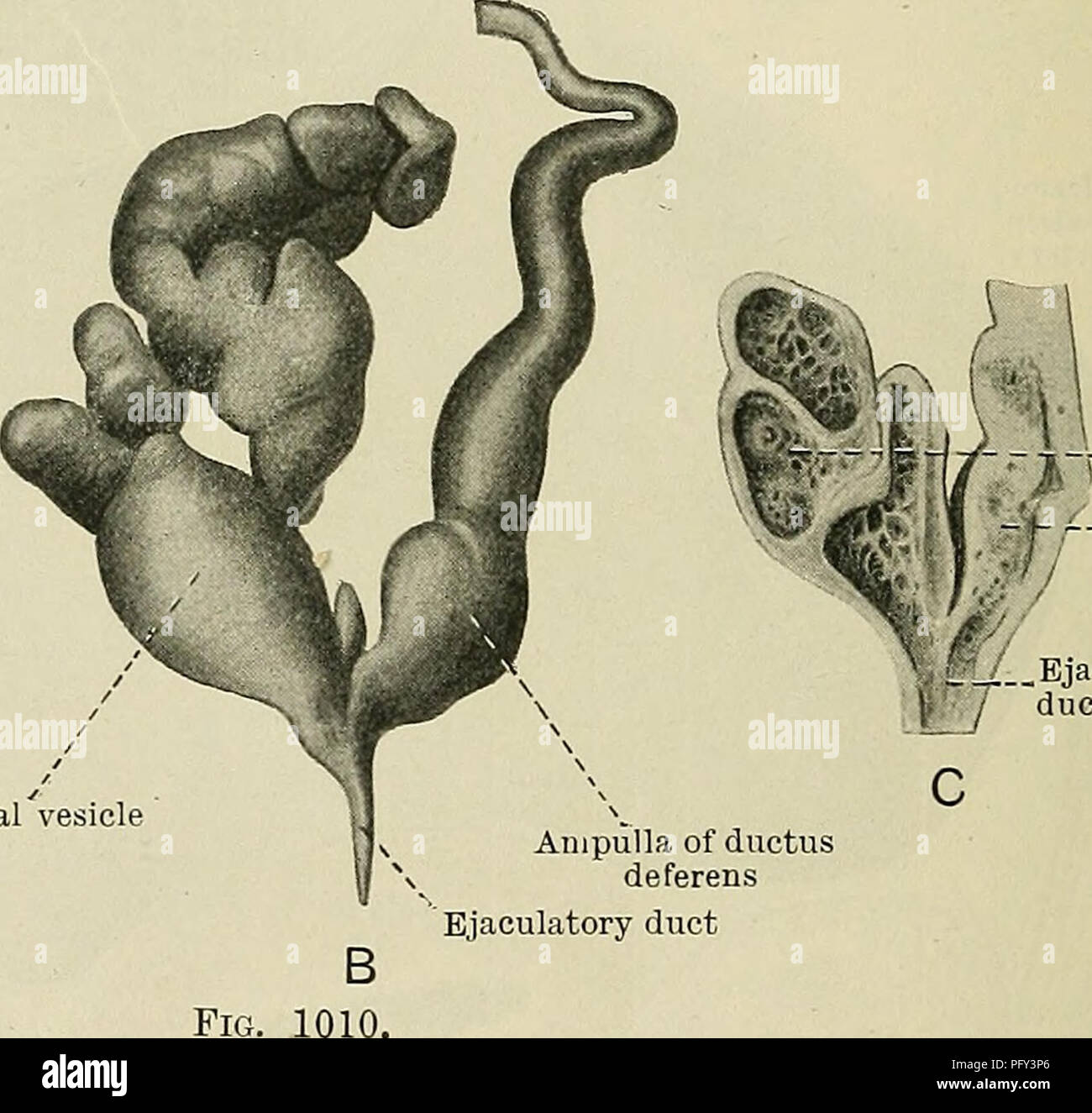 . Cunningham's Text-book de l'anatomie. L'anatomie. ^vésicules ...