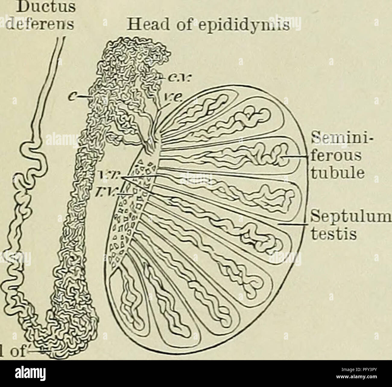 . Cunningham's Text-book de l'anatomie. L'anatomie. Le DEFEEENT D'AIR ...