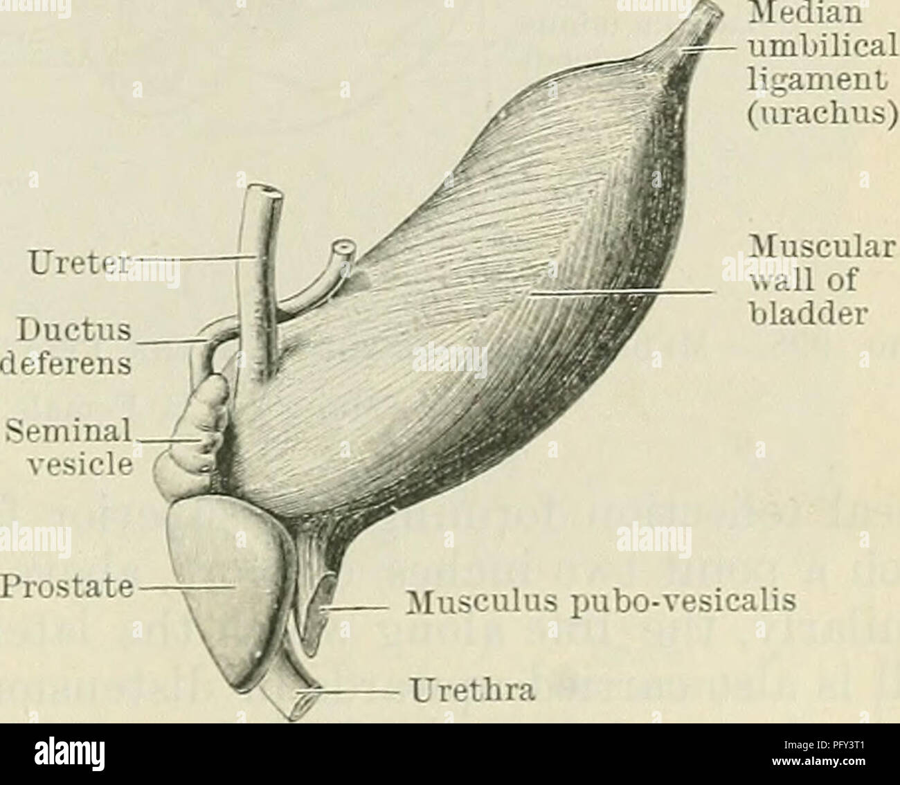 Anatomia muscular de la mujer pelvis Banque de photographies et d ...