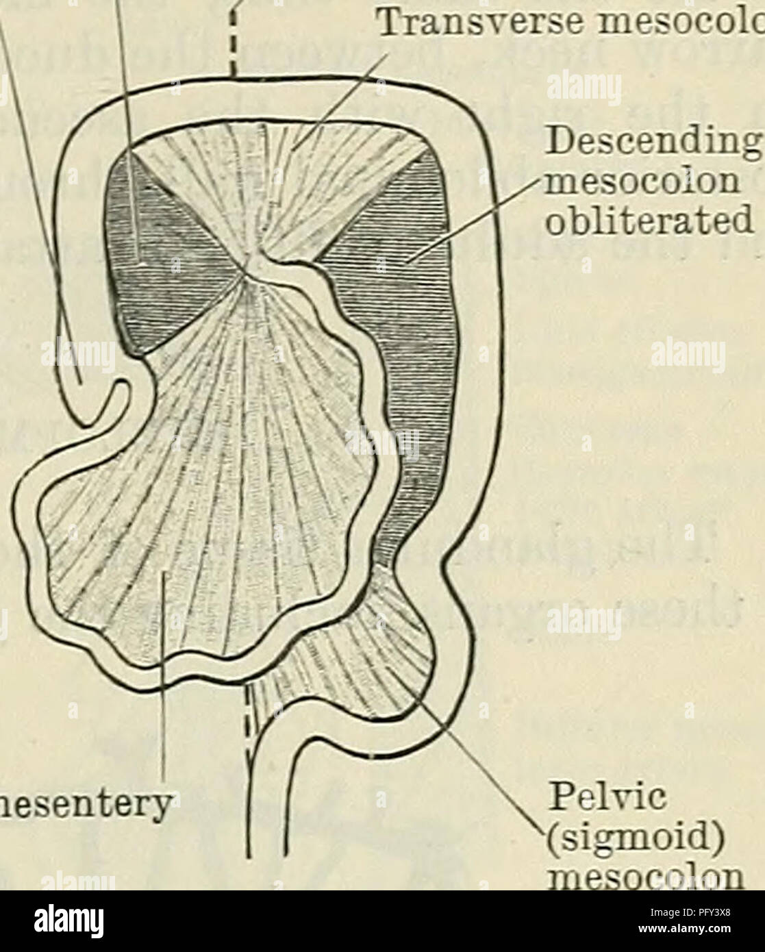 . Cunningham's Text-book de l'anatomie. L'anatomie. Duodénum Csecum. Le ...