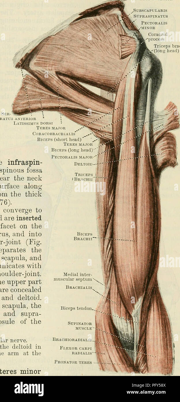 . Cunningham's Text-book de l'anatomie. L'anatomie. MUSCLES DE L'ÉPAULE ...