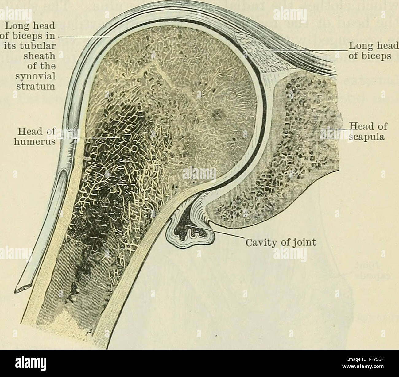 Synovial cavity Banque de photographies et d’images à haute résolution ...