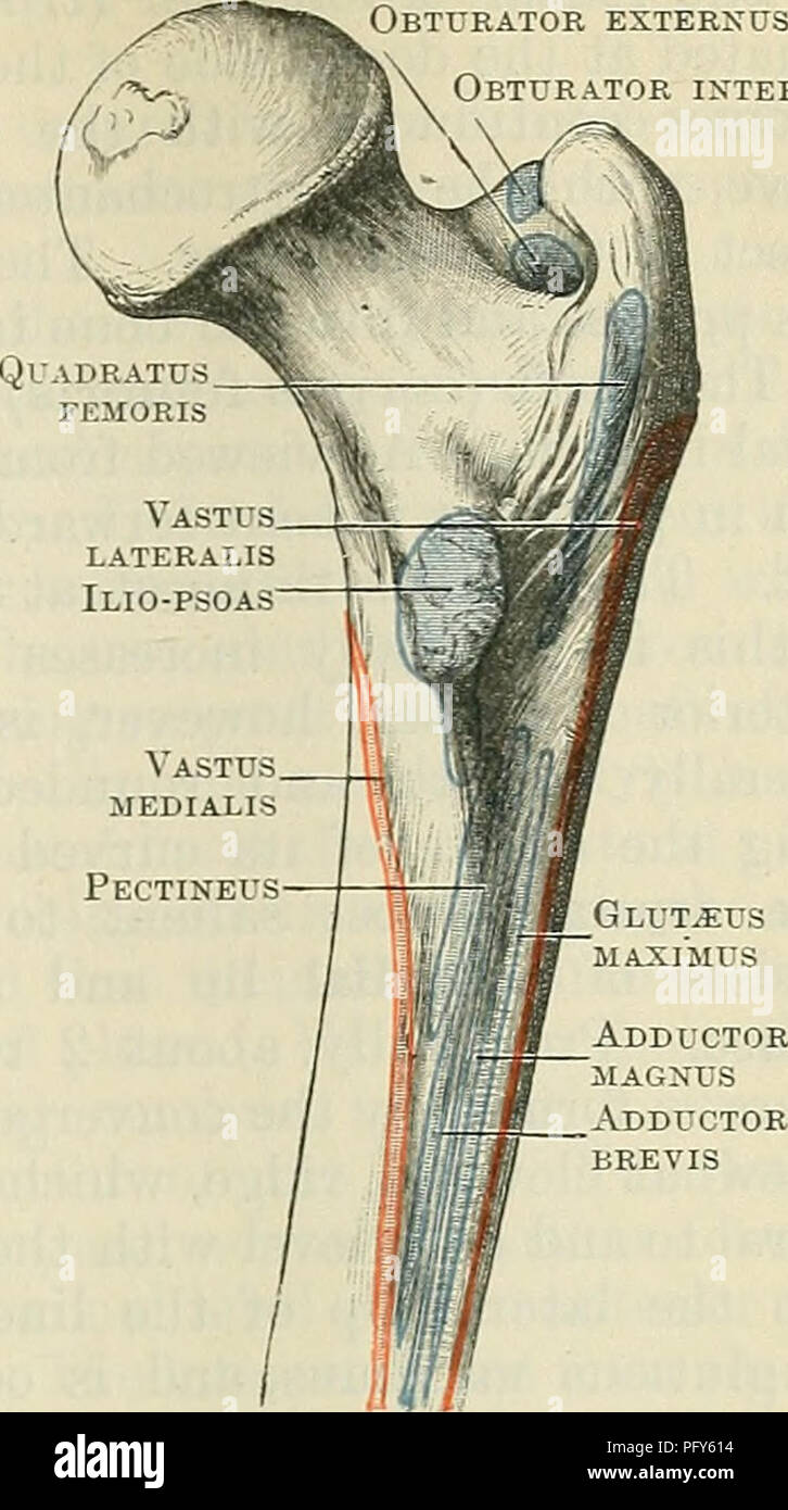 Muscle fessier Banque de photographies et d’images à haute résolution ...