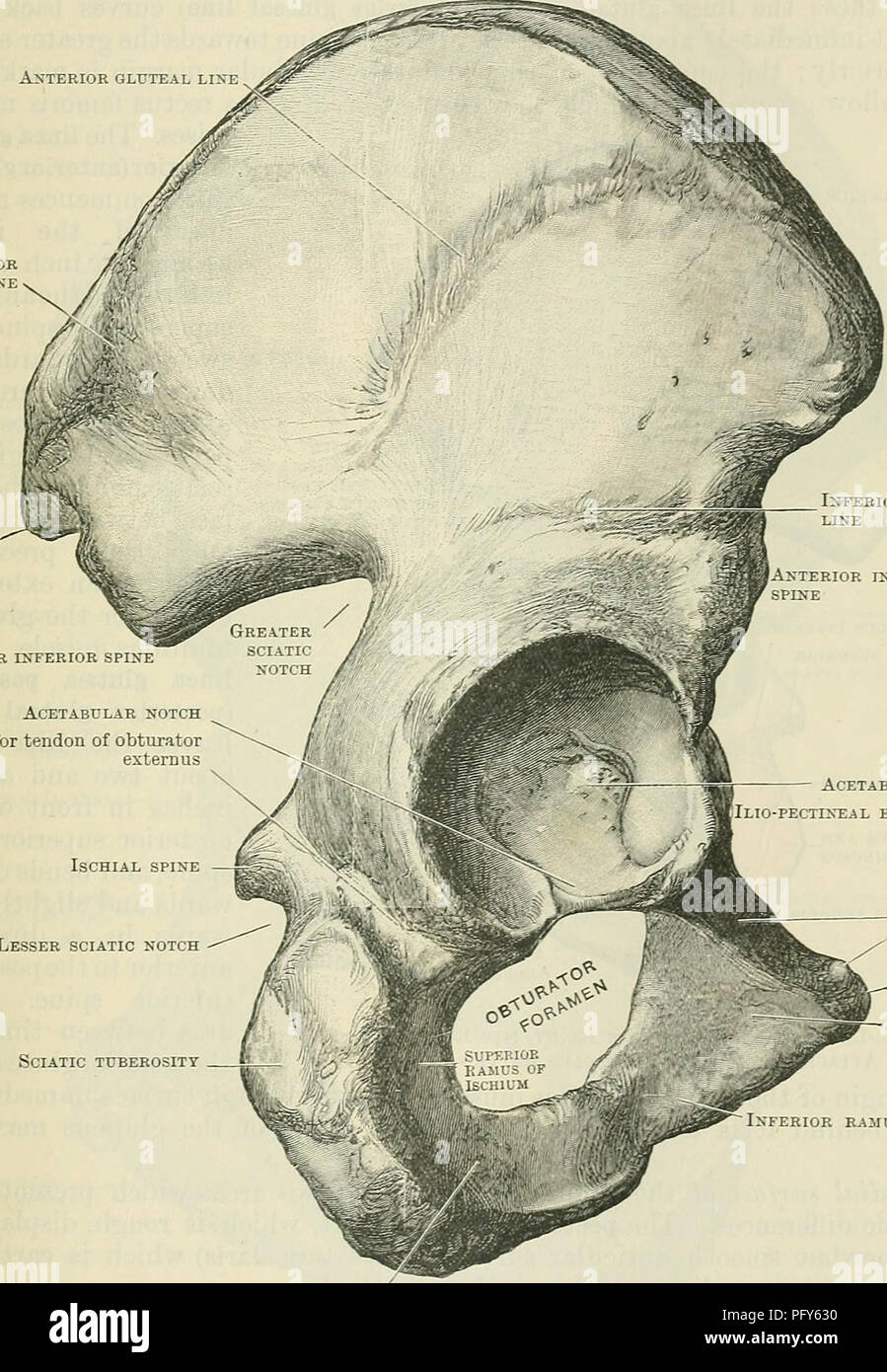 . Cunningham's Text-book de l'anatomie. L'anatomie. La hanche. 229 ...