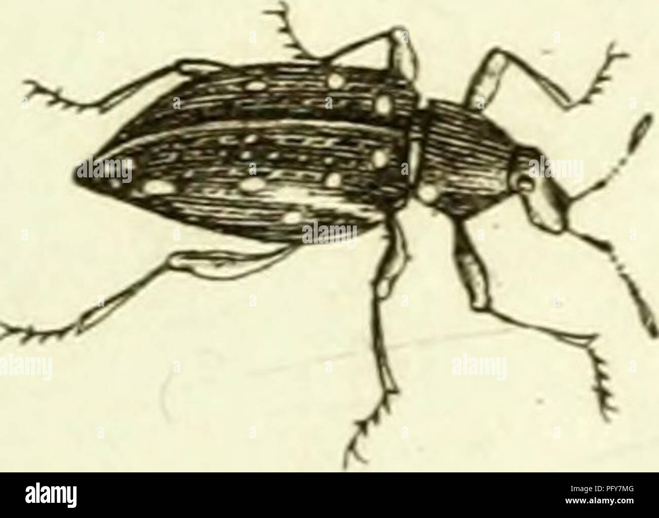 Cette illustration de la famille des Curculionidae présente divers ...