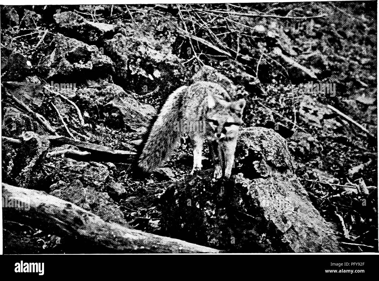 . [Articles sur les oiseaux à partir de National Geographic magazine ...