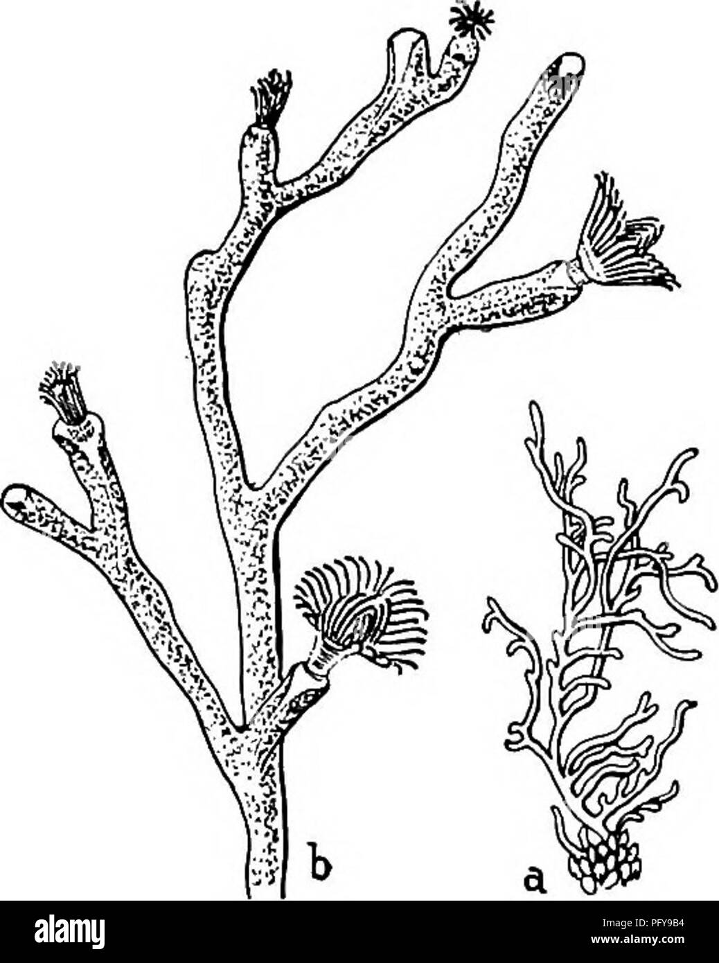 Plumatella fruticosa Banque de photographies et d’images à haute ...