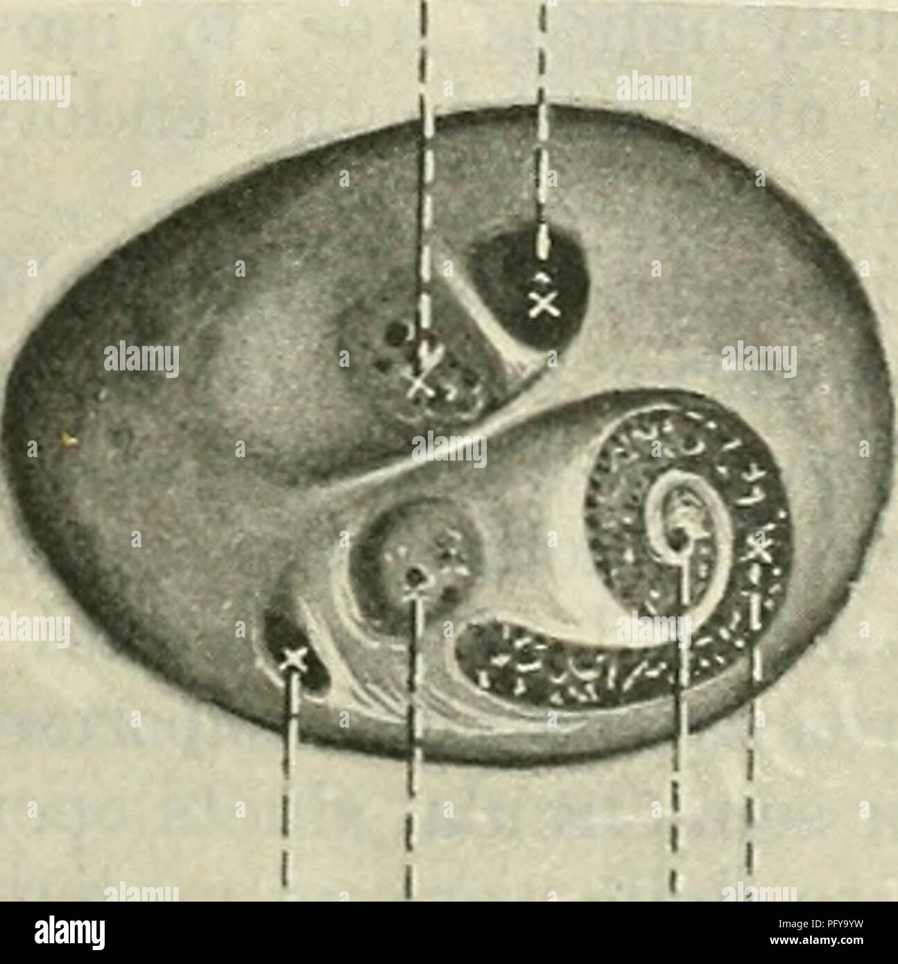 . Cunningham's Text-book de l'anatomie. L'anatomie. Article par Lamina ...
