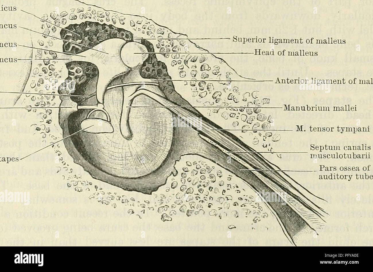 . Cunningham's Text-book de l'anatomie. L'anatomie. 15 d e cochon. 714 ...