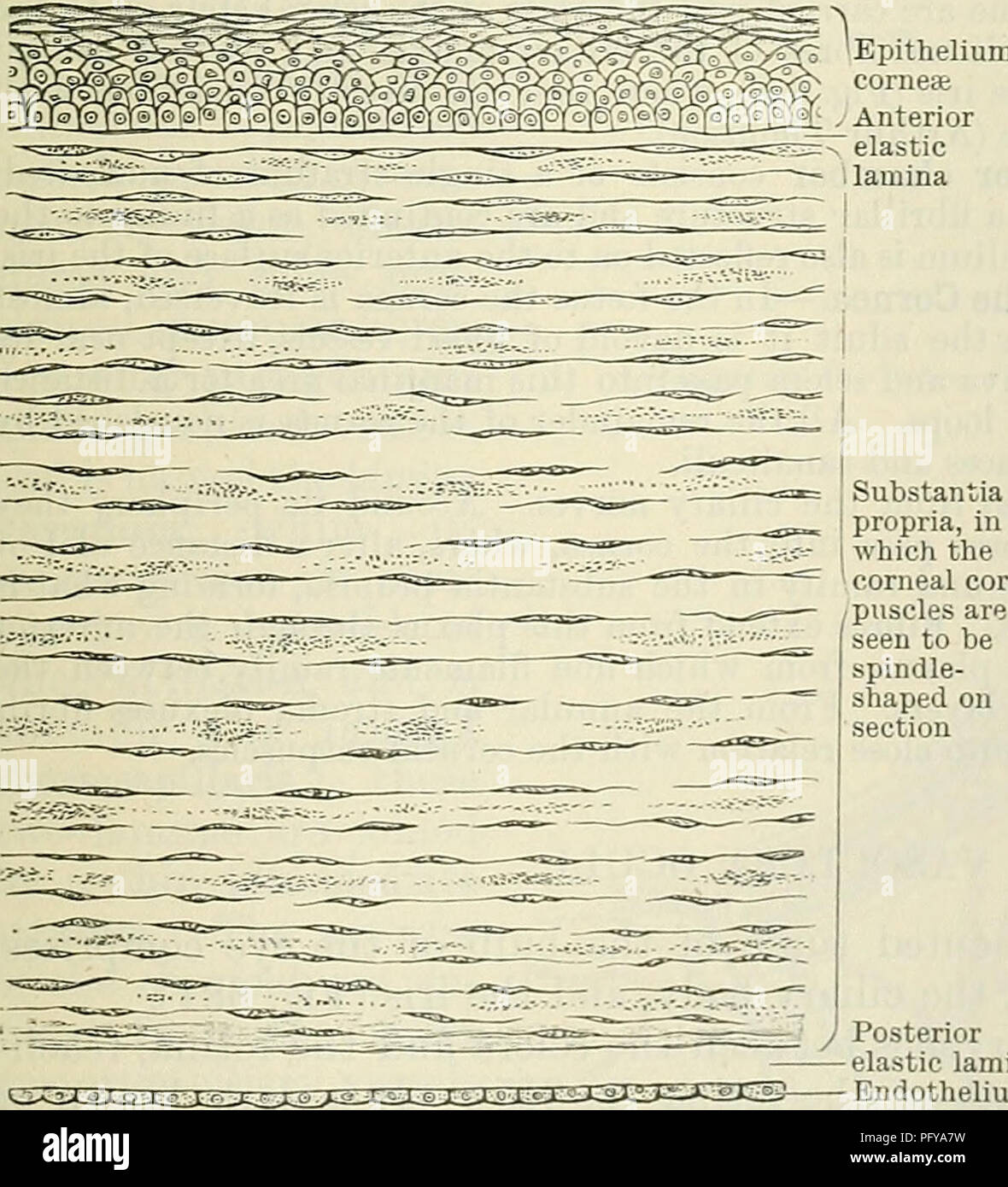 Processus ciliaire Banque de photographies et d’images à haute ...