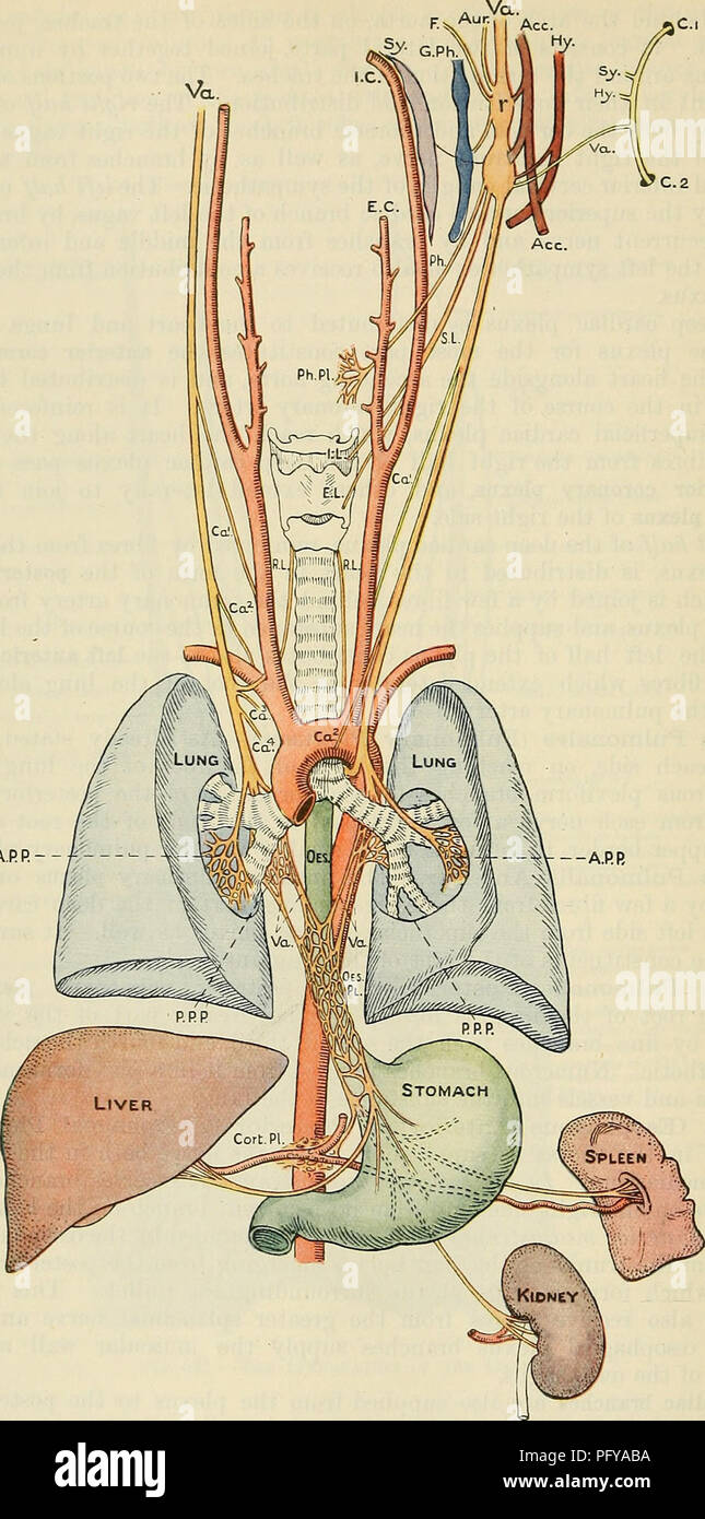 . Cunningham's Text-book de l'anatomie. L'anatomie. 792 LE SYSTÈME NERVEUX.. APR Fig. 662.-La ...