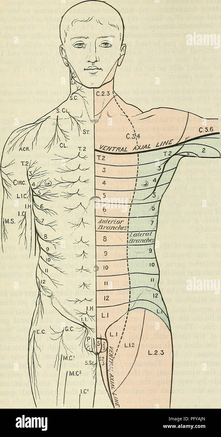 . Cunningham's Text-book de l'anatomie. L'anatomie. THOEACIC LES NERFS ...