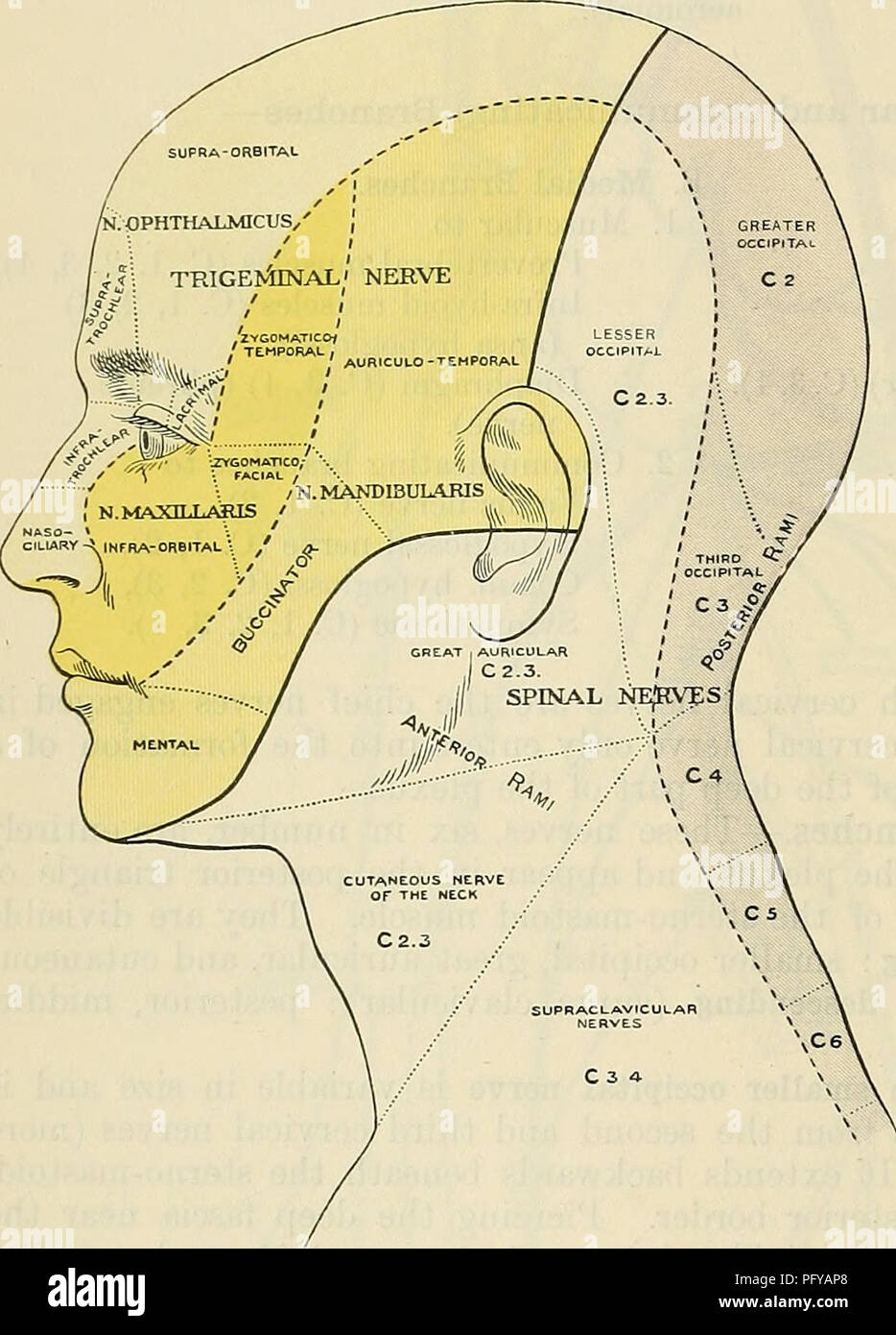 Anterior jugular vein Banque de photographies et d’images à haute ...