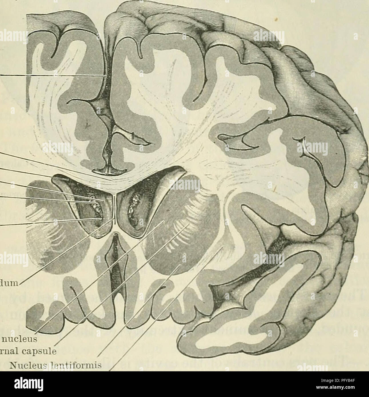 . Cunningham's Text-book de l'anatomie. L'anatomie. Fissure ...