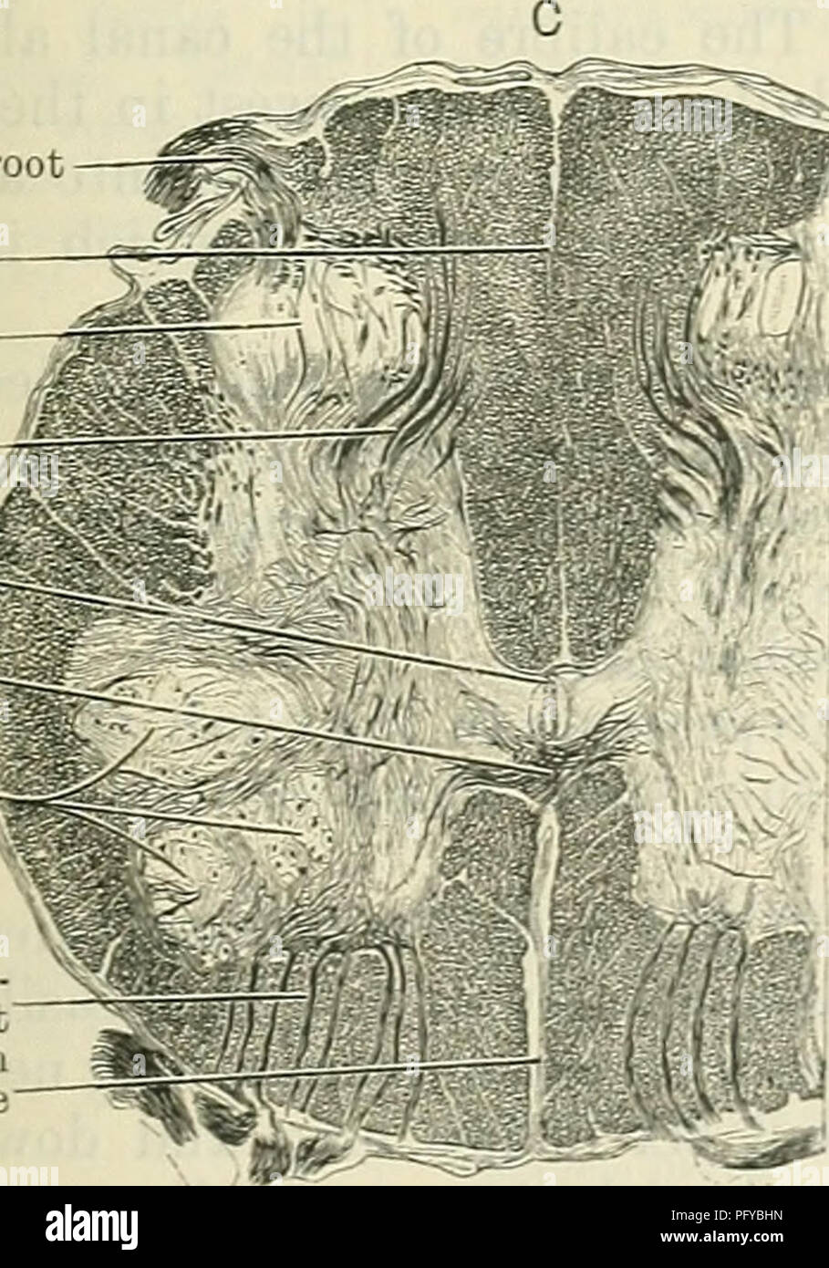 . Cunningham's Text-book de l'anatomie. L'anatomie. Noyau dorsal ...