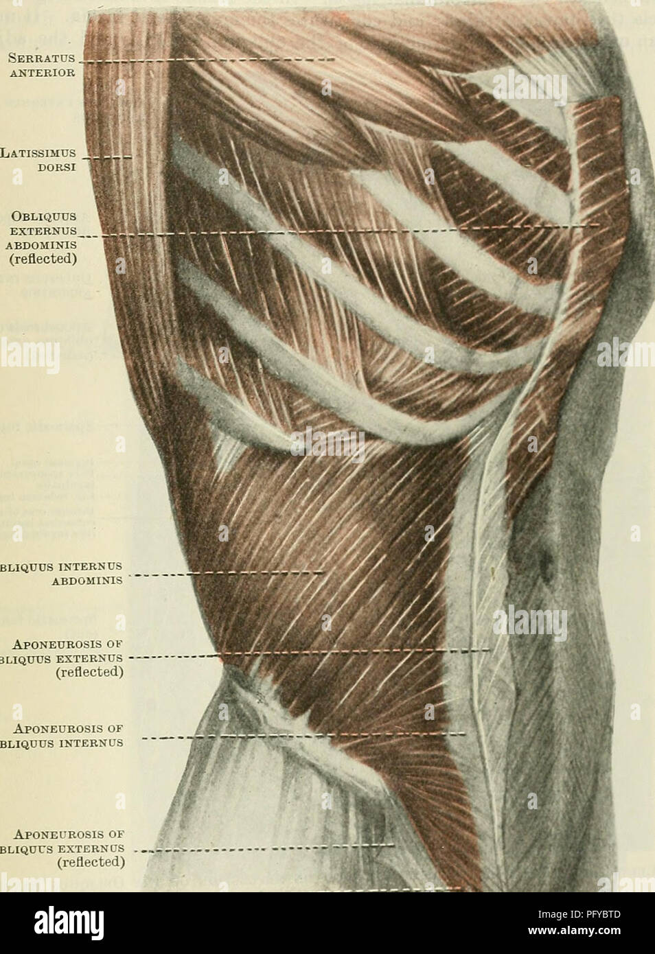 . Cunningham's Text-book de l'anatomie. L'anatomie. Les MUSCLES DE LA ...