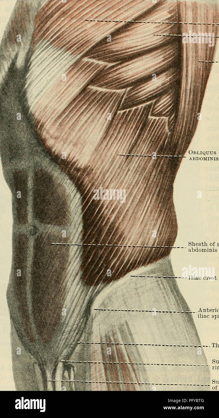 . Cunningham's Text-book de l'anatomie. L'anatomie. 478 LE MUSCULAE ...