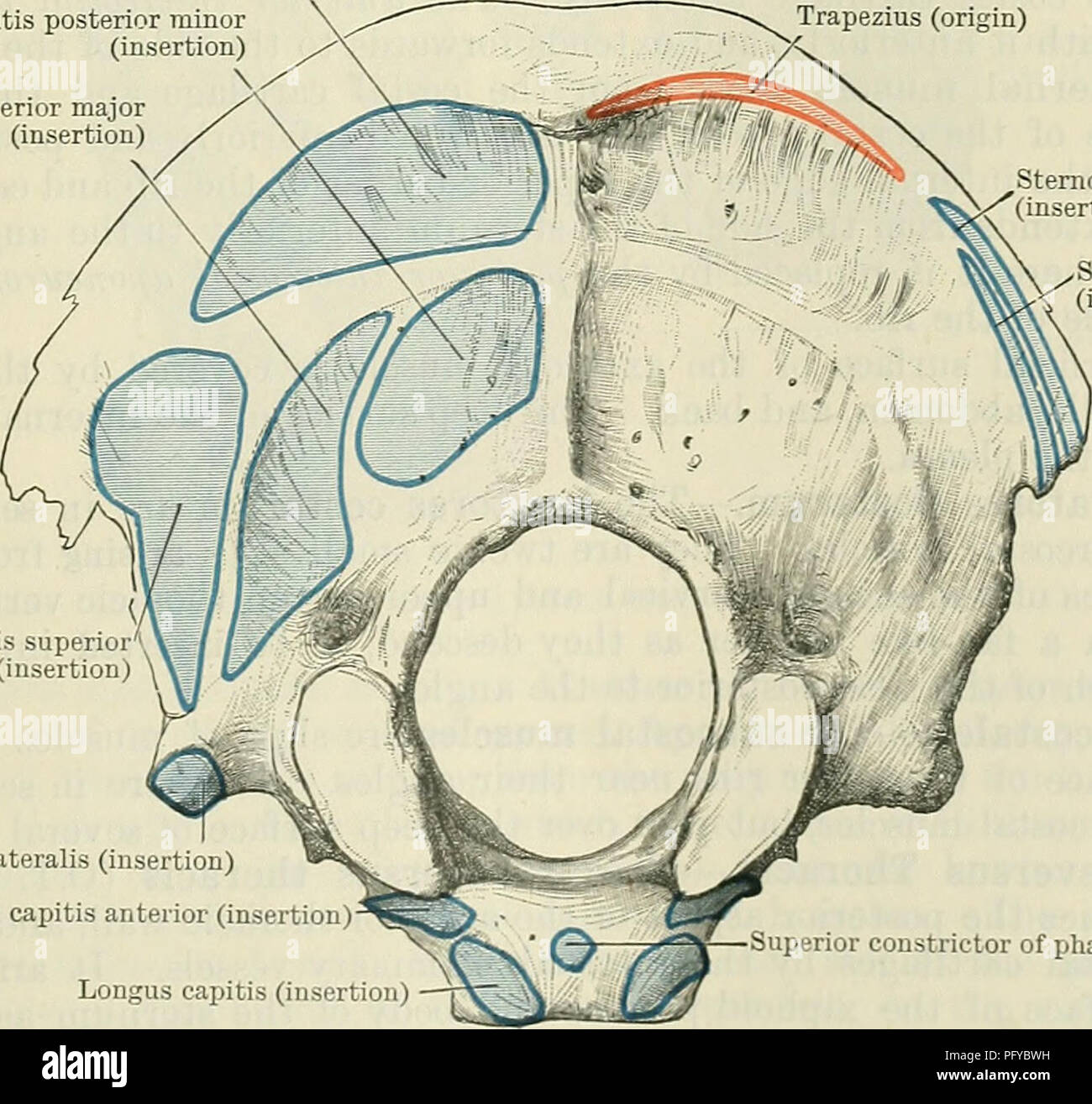 . Cunningham's Text-book de l'anatomie. L'anatomie. CALENUS -ANTÉRIEURE ...