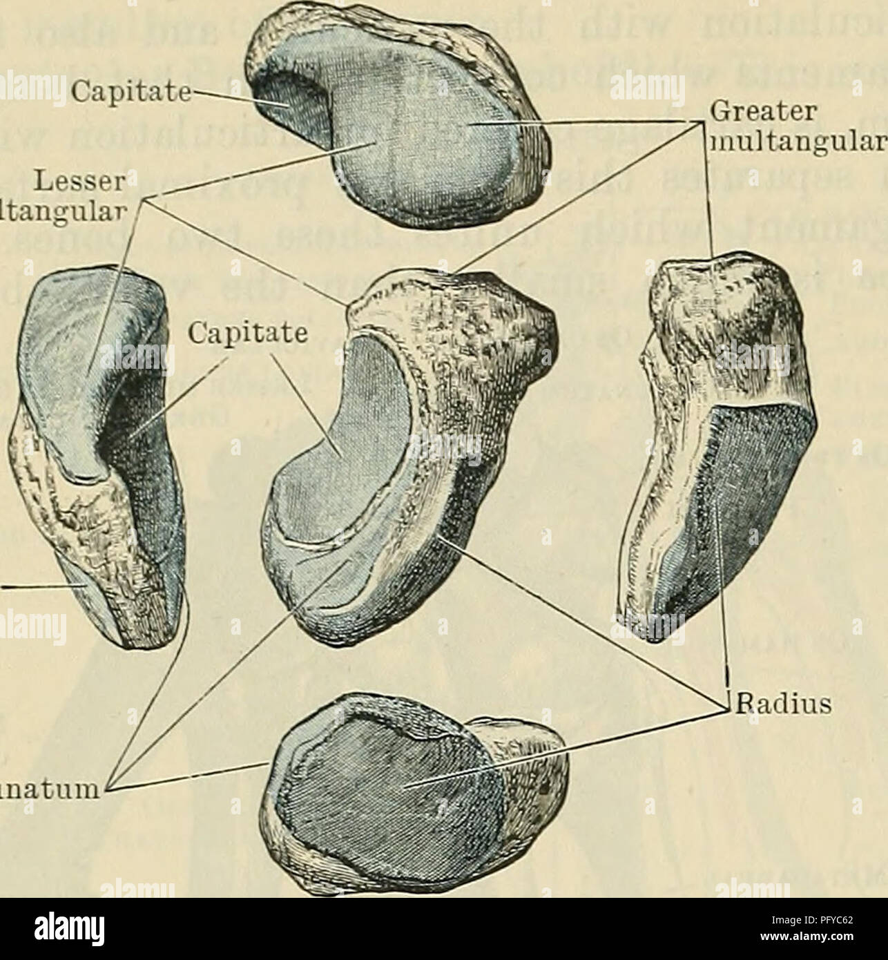 . Cunningham's Text-book de l'anatomie. L'anatomie. 220 l'ostéologie ...
