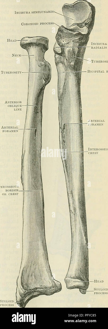 . Cunningham's Text-book de l'anatomie. L'anatomie. L'ulna. 211 ...