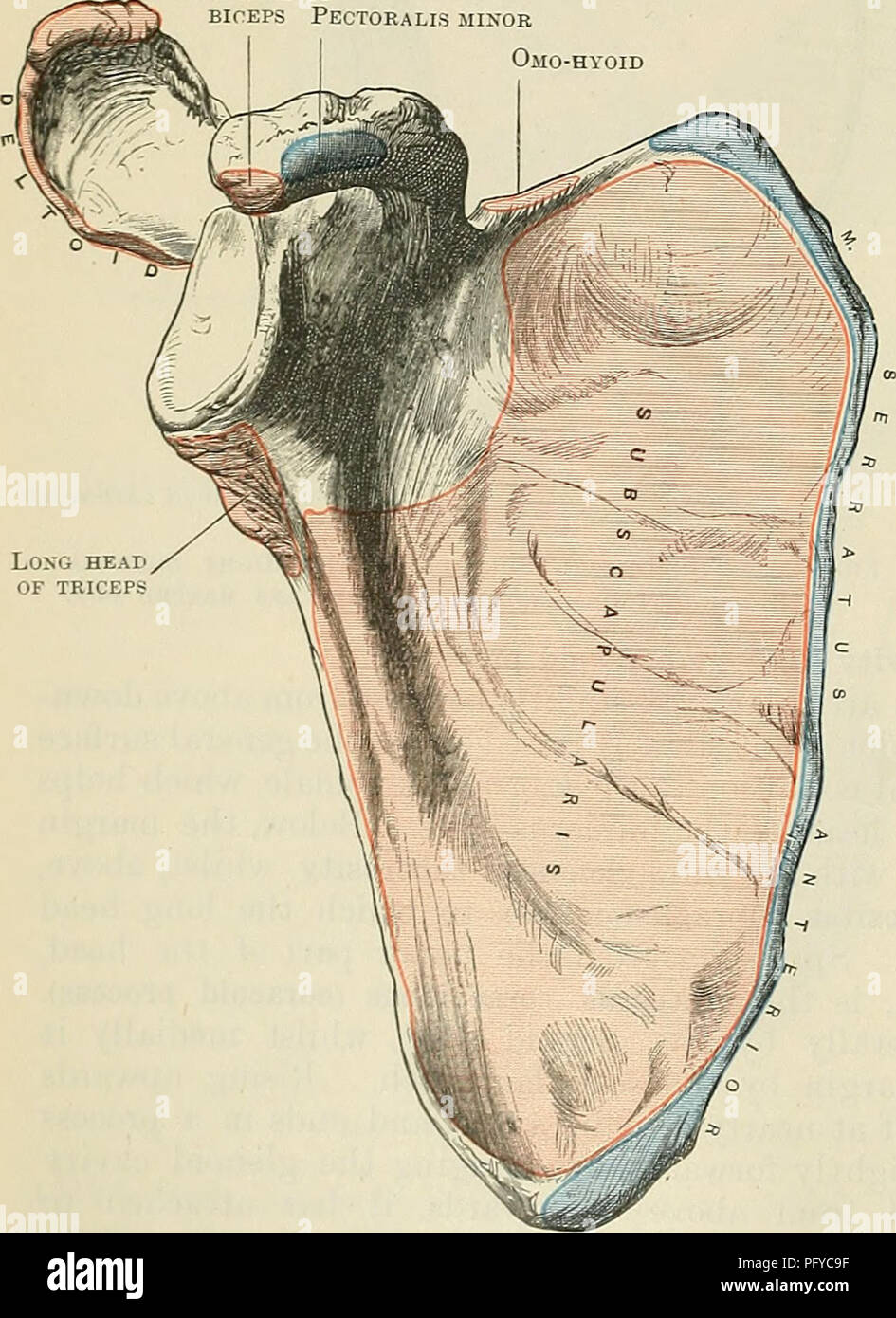 Ce manuel d'anatomie fournit un examen détaillé de l'anatomie ...