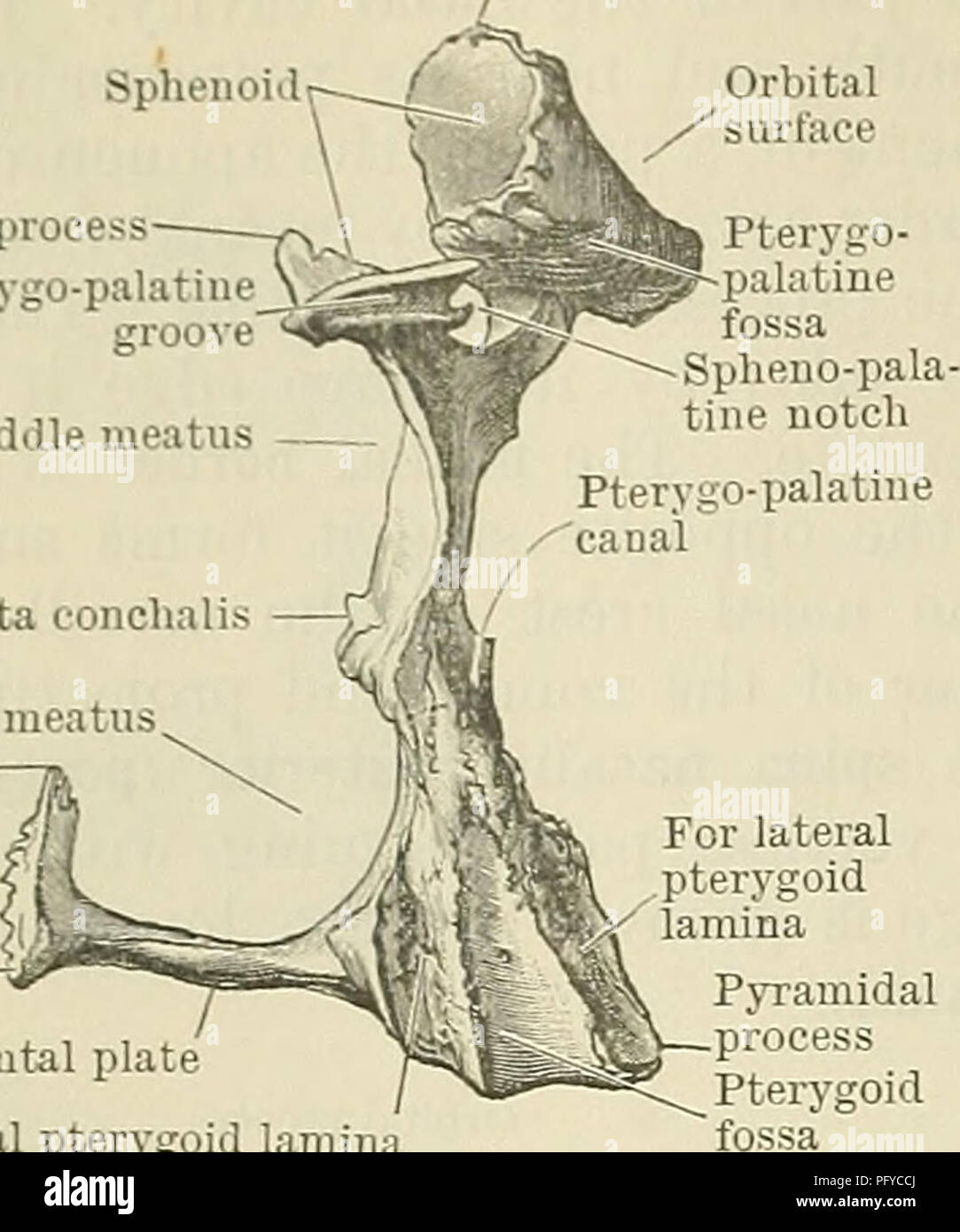 . Cunningham's Text-book de l'anatomie. L'anatomie. 152 l'ostéologie ...