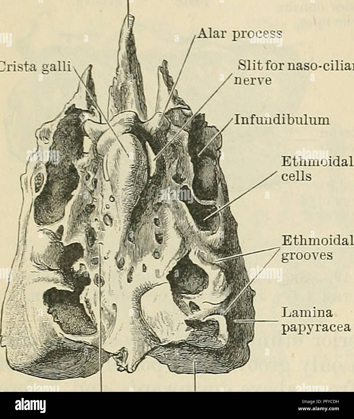 . Cunningham's Text-book de l'anatomie. L'anatomie. 142 l'ostéologie ...