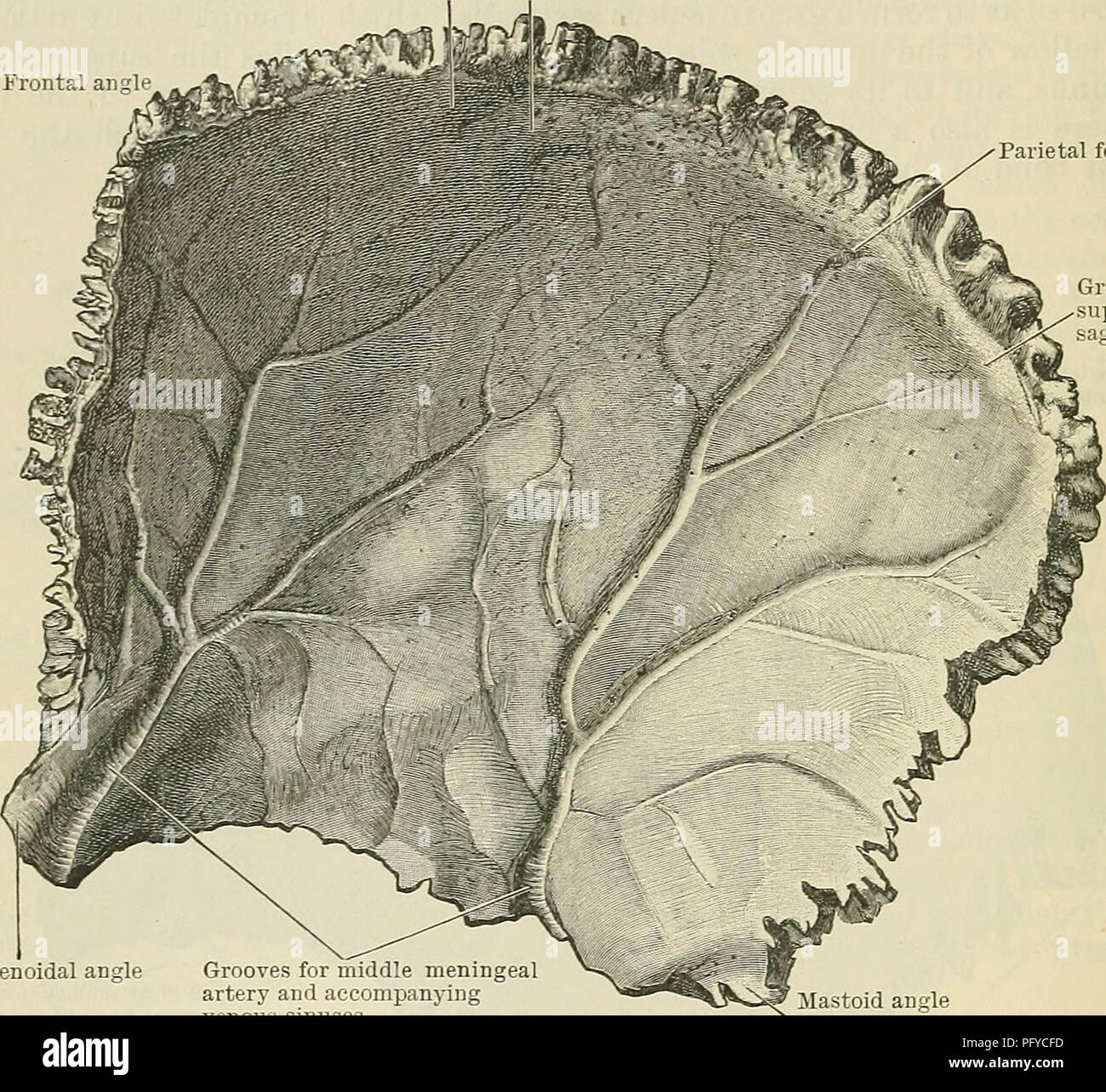 Processus mastoidien Banque de photographies et d’images à haute ...