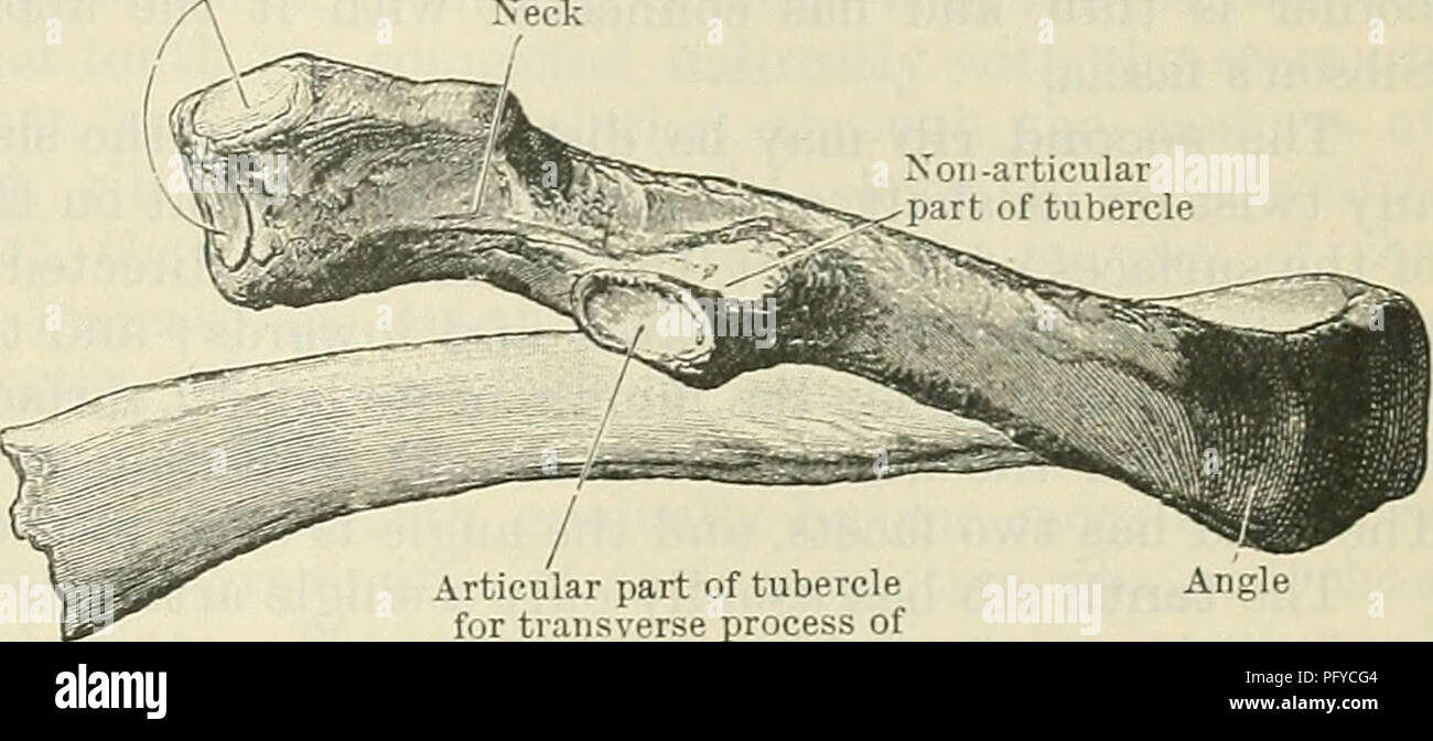 Tubercule Articulaire Banque d'image et photos - Alamy