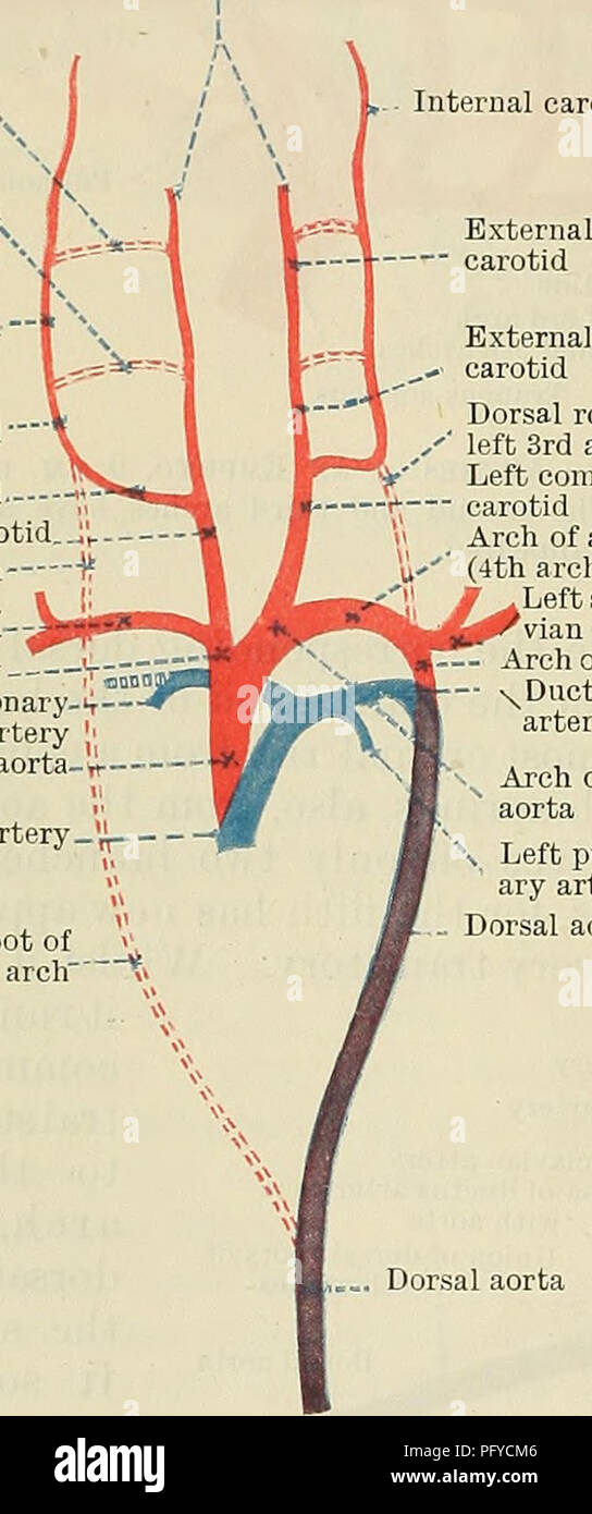 Anatomie carotide interne Banque de photographies et d’images à haute ...
