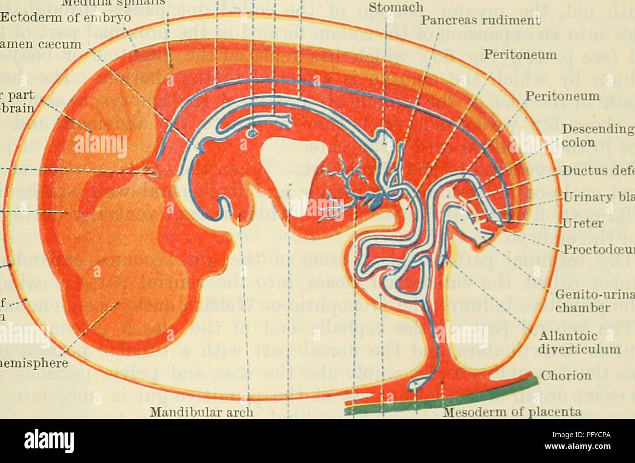 . Cunningham's Text-book de l'anatomie. L'anatomie. Le tube digestif ...