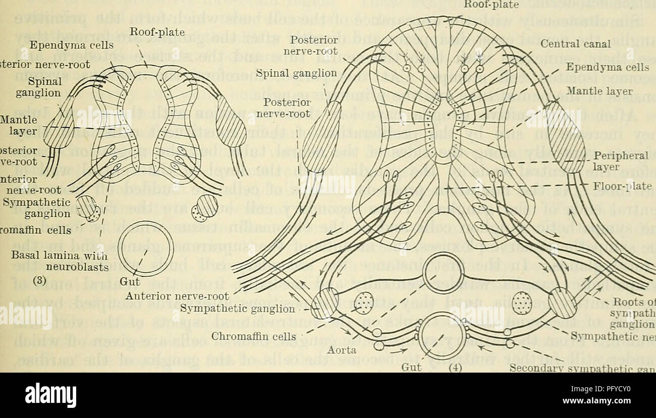 . Cunningham's Text-book de l'anatomie. L'anatomie. L'ectoderme de ...