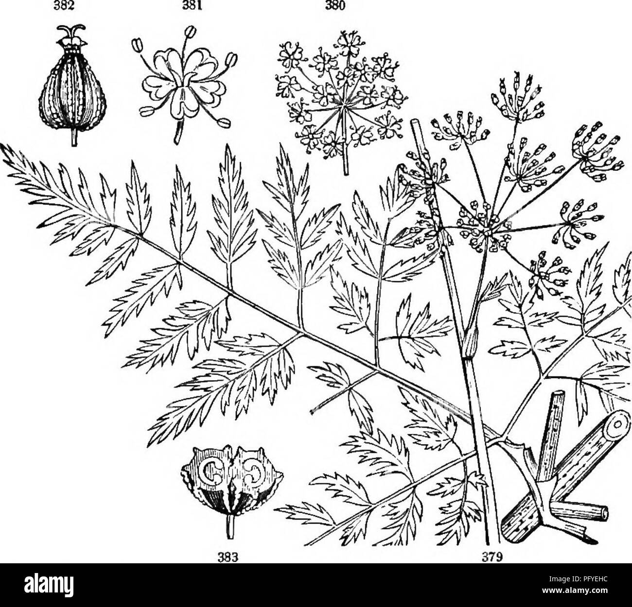 . La botanique pour les jeunes et les écoles communes. Comment les ...