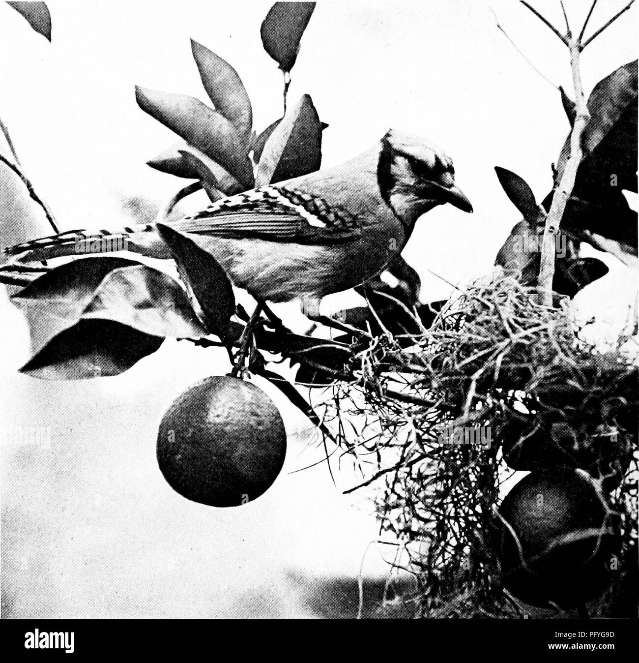 . [Articles sur les oiseaux à partir de National Geographic magazine ...