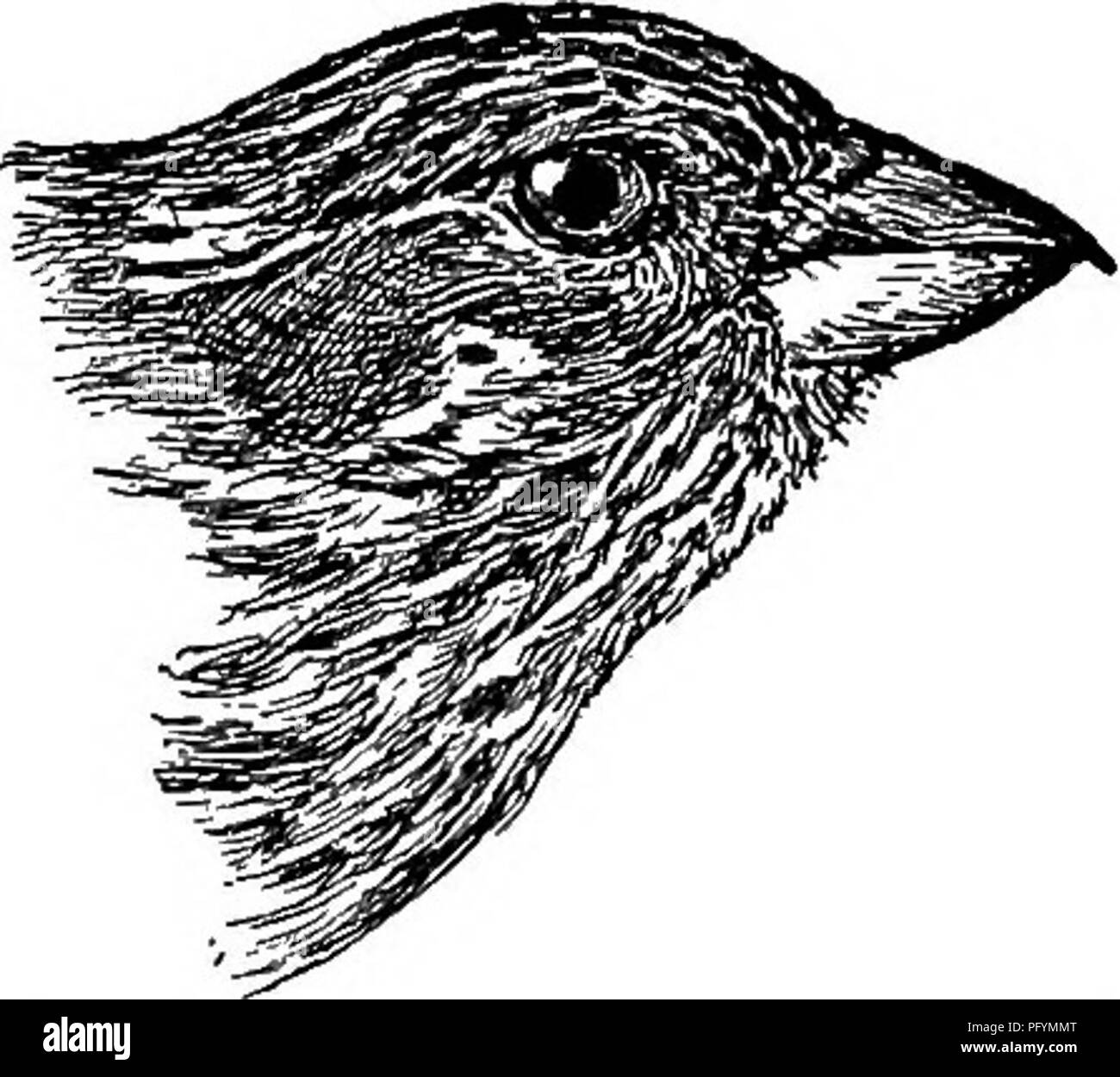 . Guide des oiseaux de l'Est de l'Amérique du Nord : avec les clés à l ...