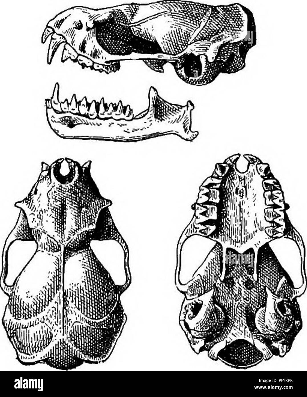 Chauves souris de madagascar Banque de photographies et d’images à ...