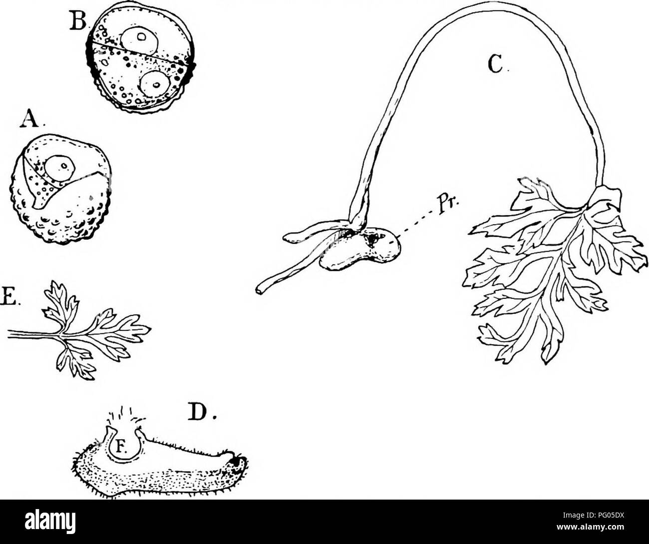 Cellule apicale Banque de photographies et d’images à haute résolution ...