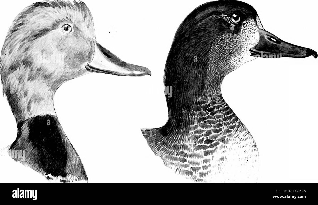 Canards roux aythya americana Banque d'image et photos - Alamy