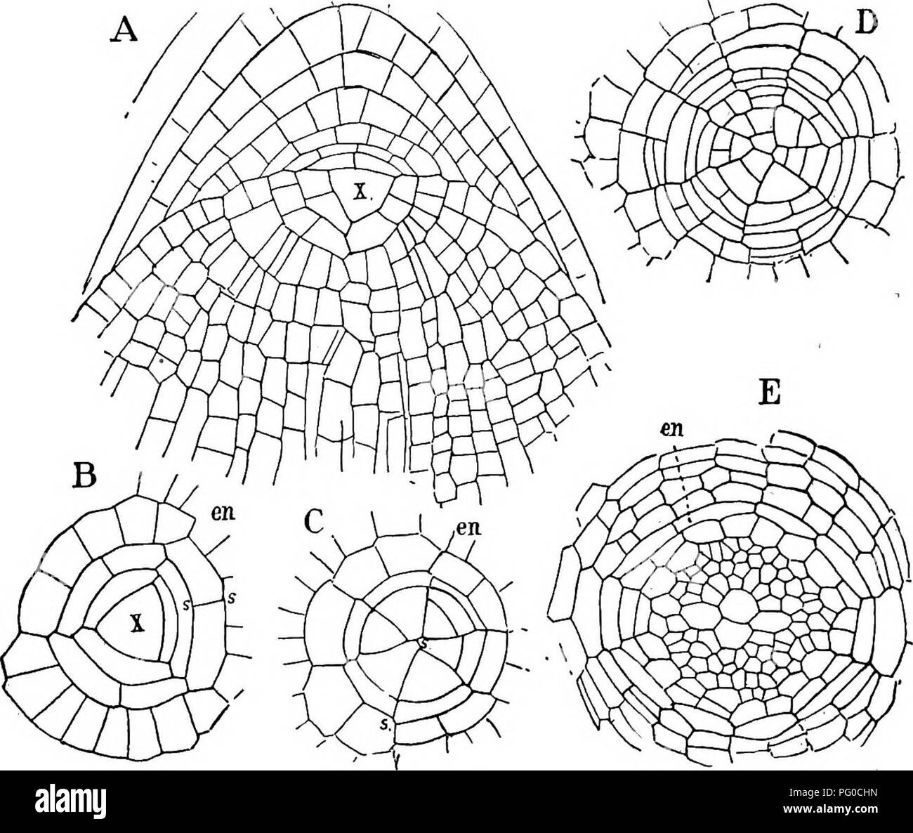 Trachéides scalariformes Banque d'images détourées - Alamy